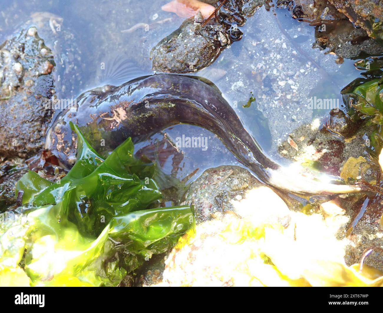 Plainfin Midshipman (Porichthys notatus) Actinopterygii Stock Photo - Alamy
