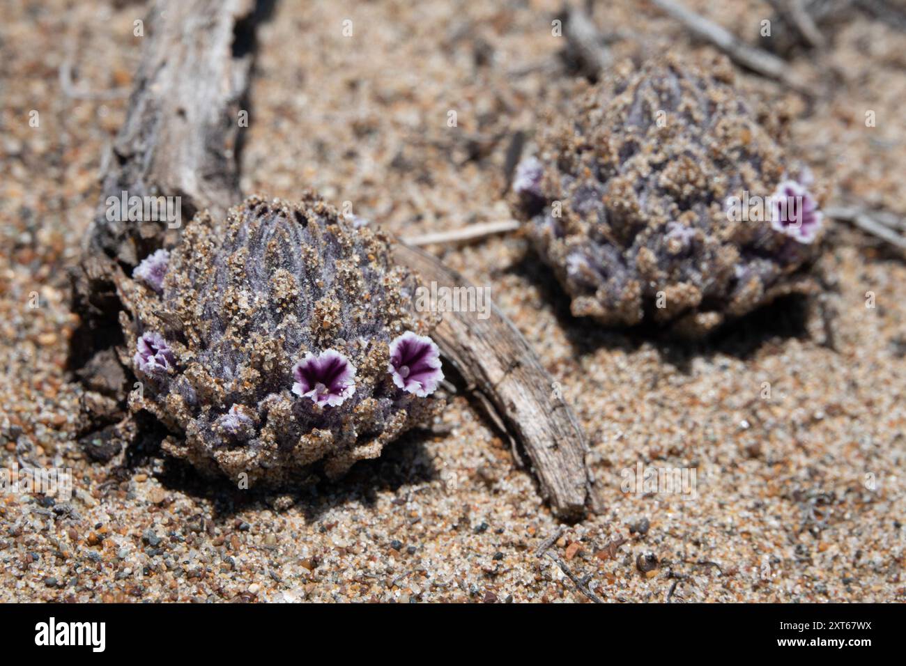 desert Christmas tree (Pholisma arenarium) Plantae Stock Photo - Alamy