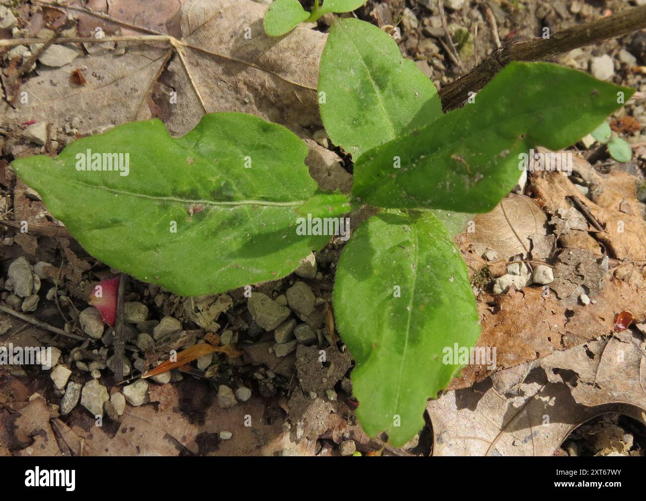 American jumpseed (Persicaria virginiana) Plantae Stock Photo - Alamy
