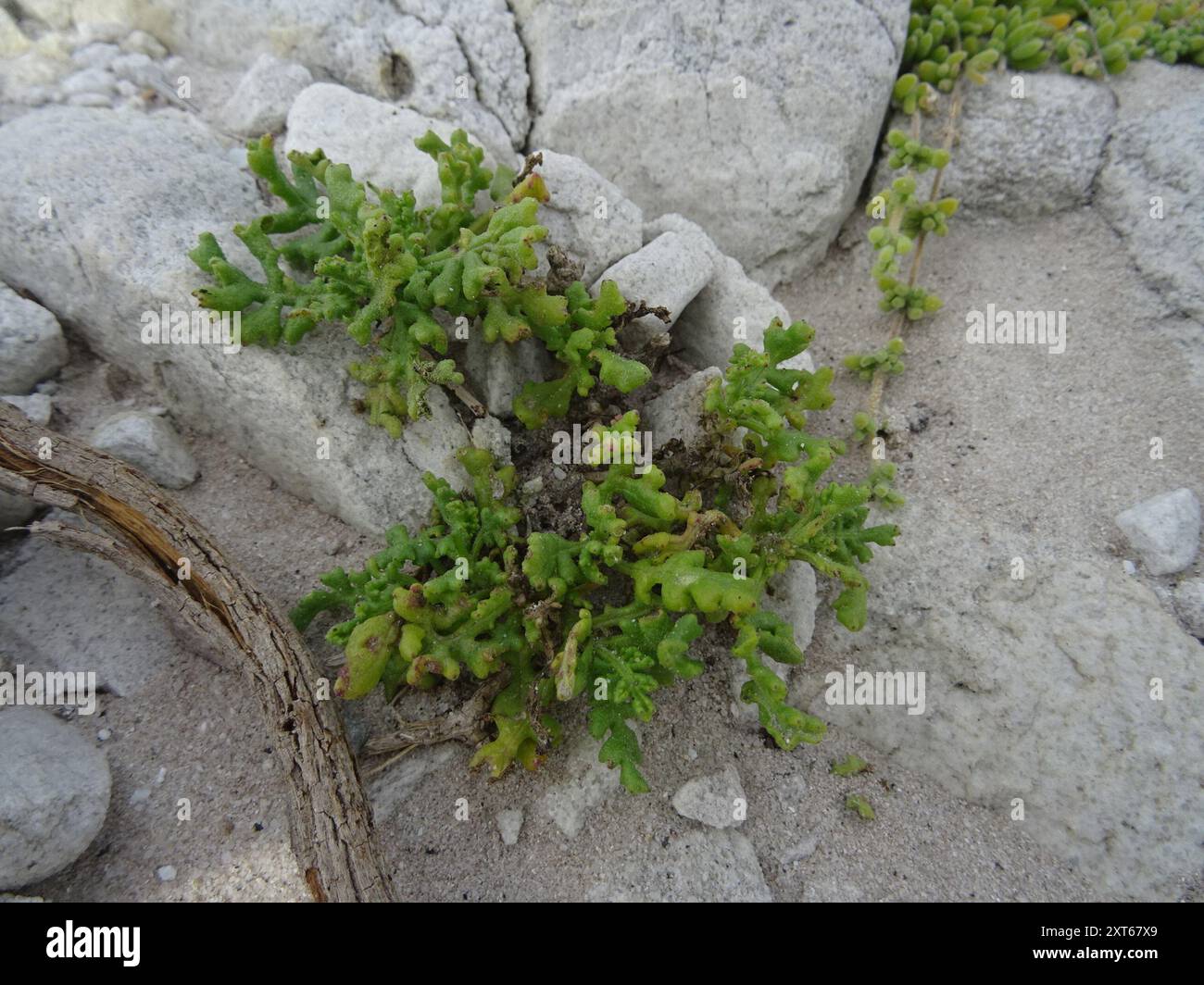Beach Stinkweed (Oncosiphon sabulosus) Plantae Stock Photo - Alamy