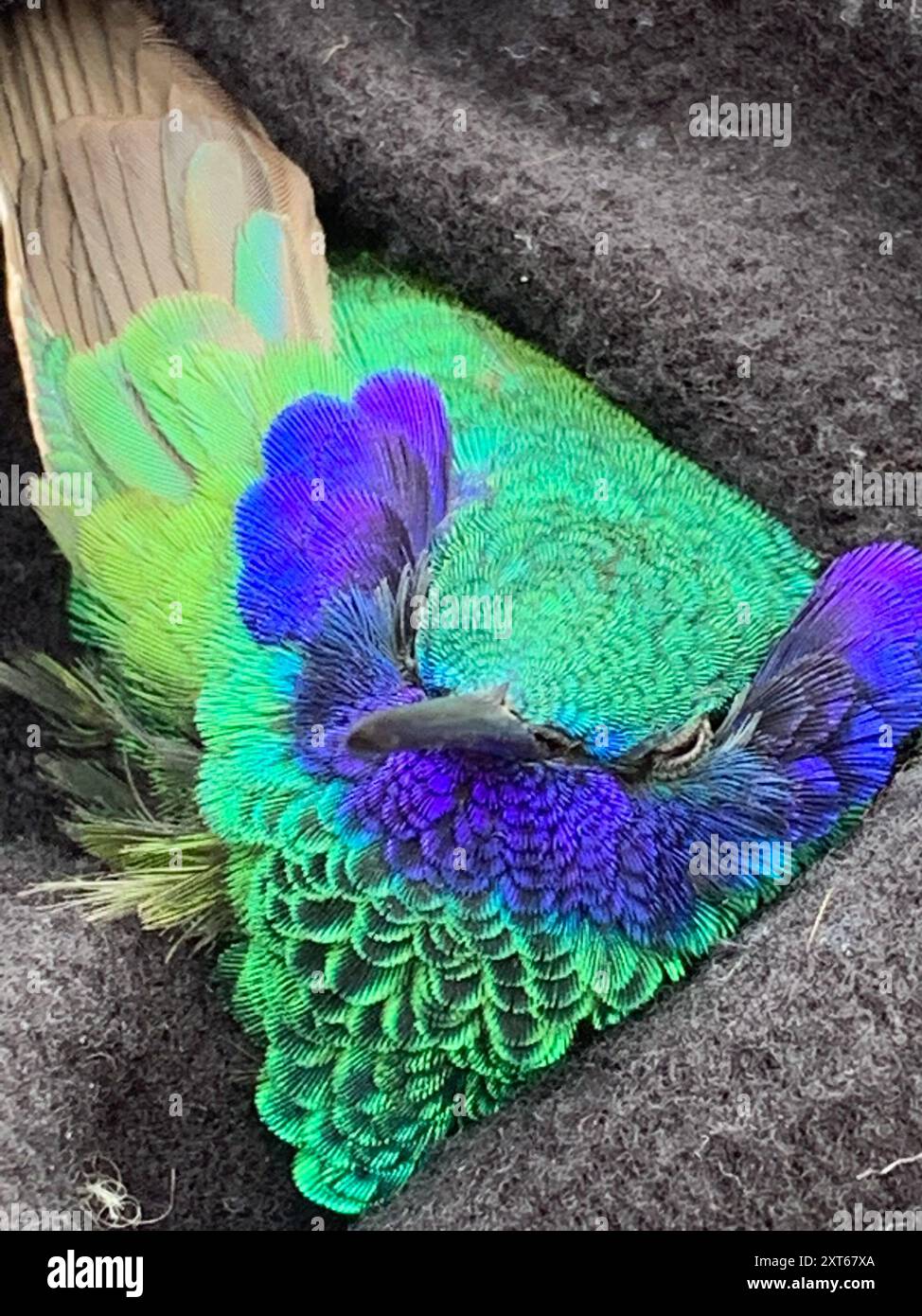 Sparkling Violetear (Colibri coruscans) Aves Stock Photo - Alamy