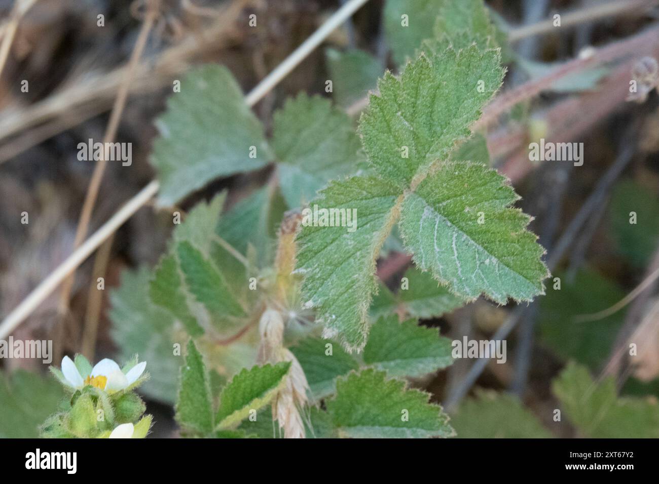 sticky cinquefoil (Drymocallis glandulosa) Plantae Stock Photo - Alamy