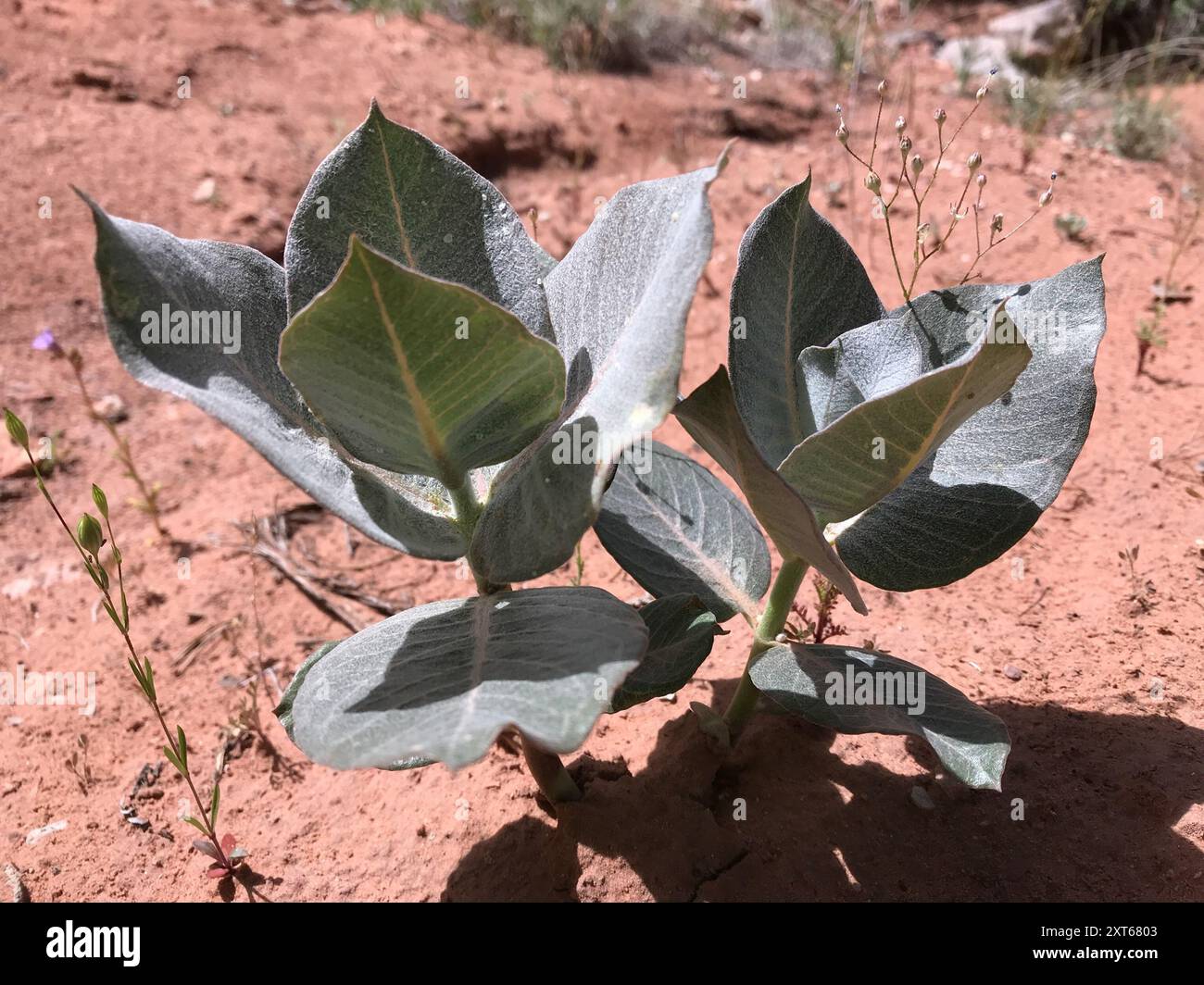 broadleaf milkweed (Asclepias latifolia) Plantae Stock Photo - Alamy