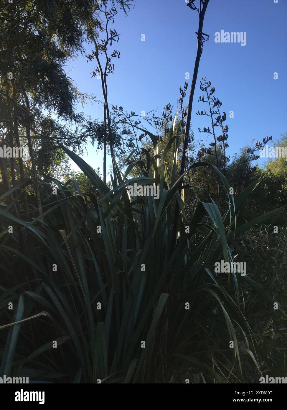New Zealand flax (Phormium tenax) Plantae Stock Photo - Alamy