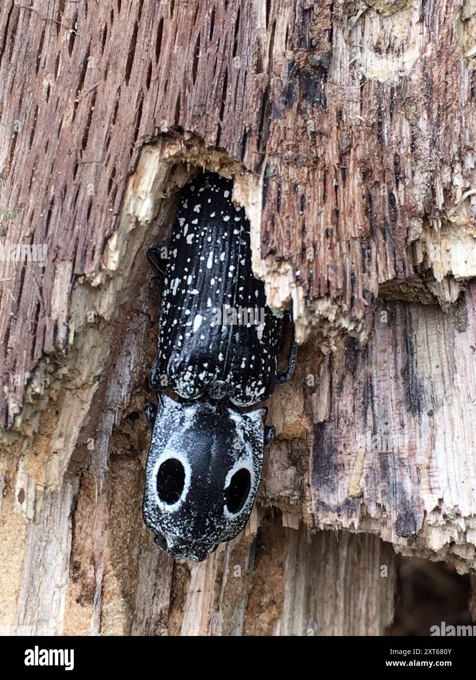 Eastern Eyed Click Beetle (Alaus oculatus) Insecta Stock Photo - Alamy