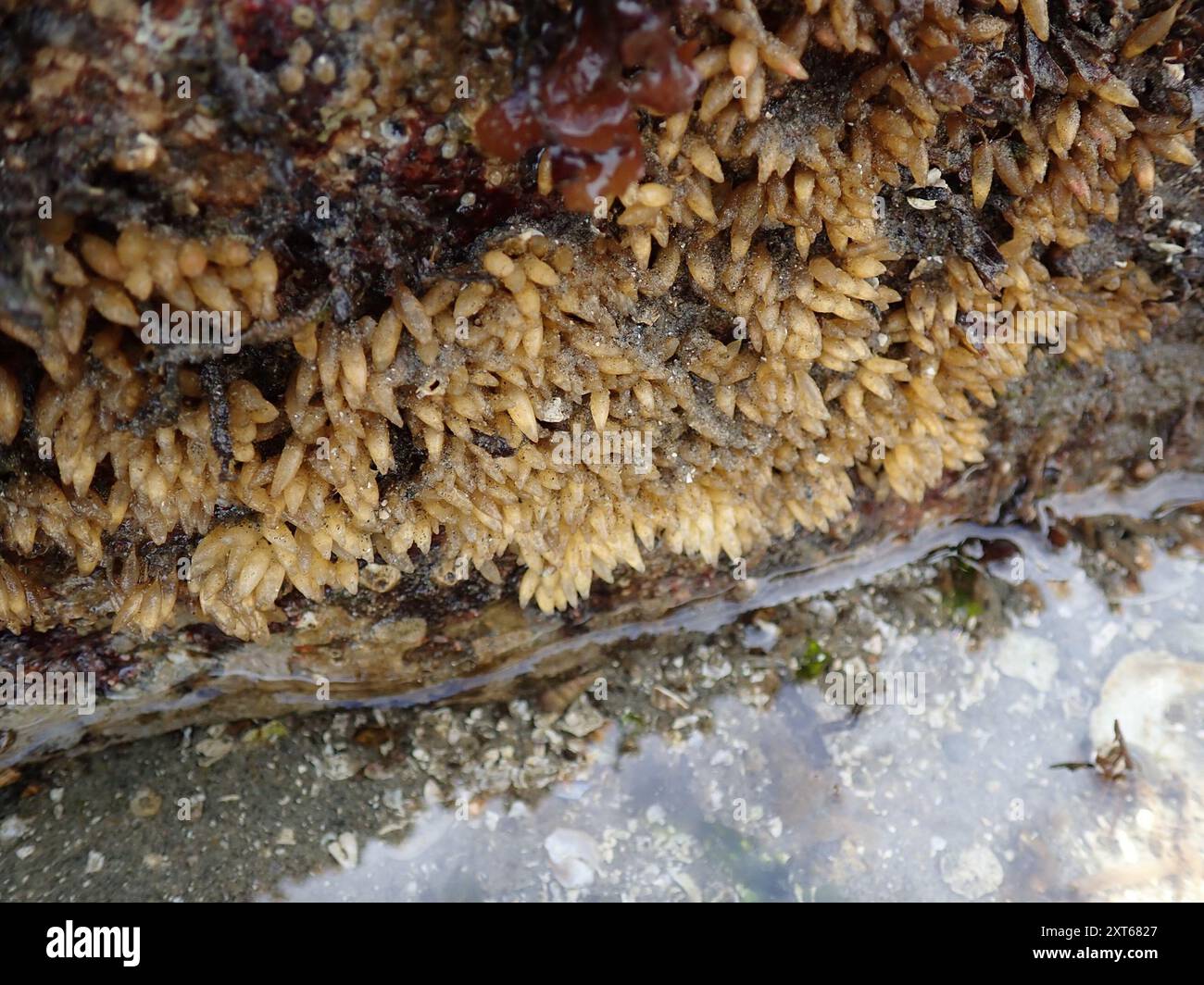 Frilled Dogwinkle (Nucella lamellosa) Mollusca Stock Photo - Alamy