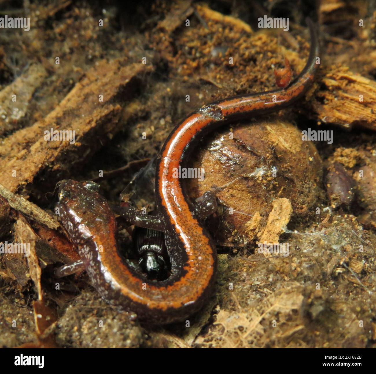 Eastern Red-backed Salamander (Plethodon cinereus) Amphibia Stock Photo ...