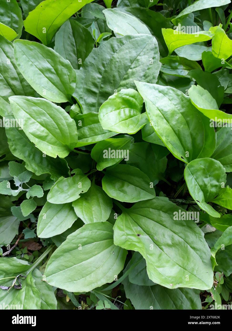 American plantain (Plantago rugelii) Plantae Stock Photo - Alamy