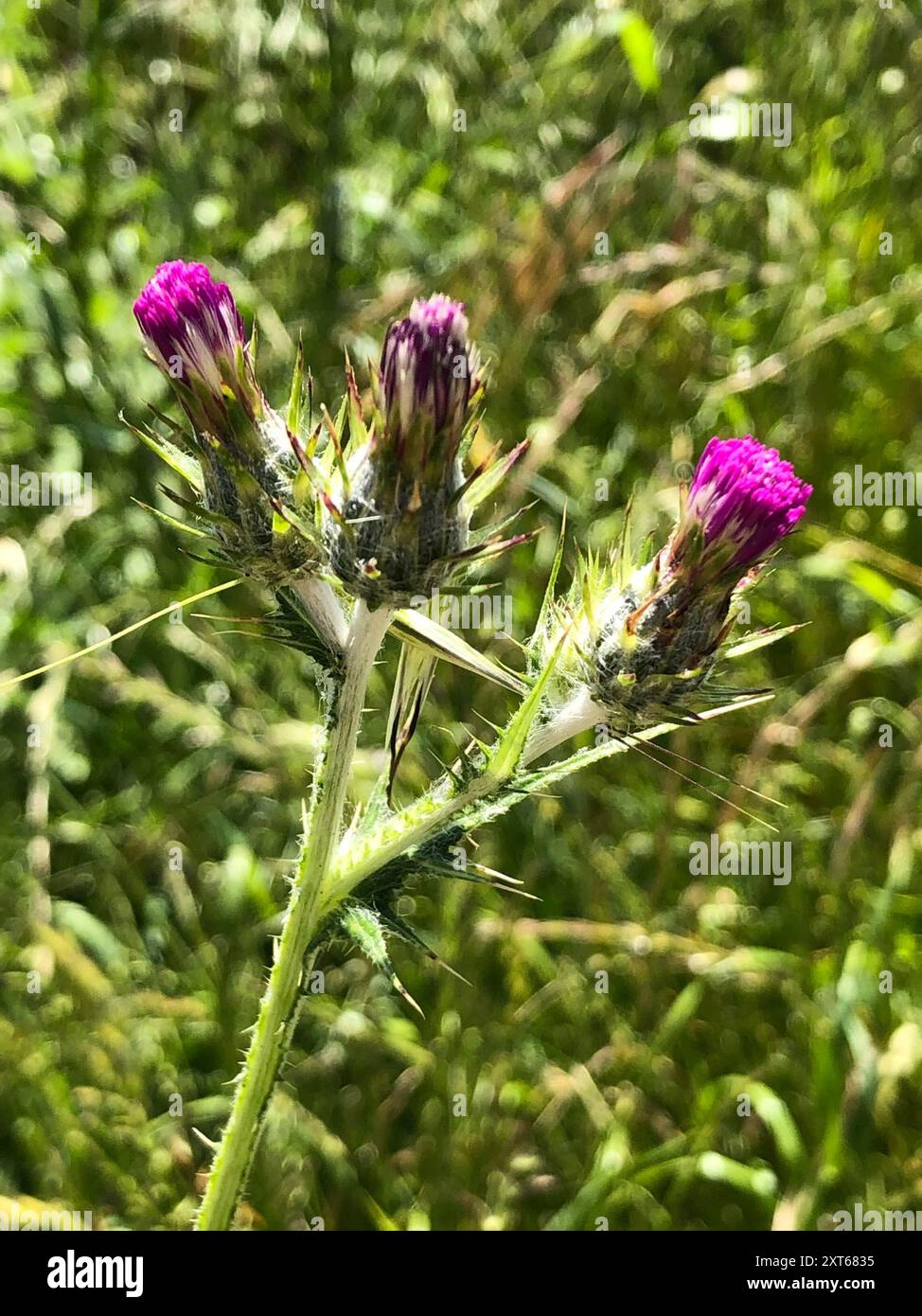 Italian thistle (Carduus pycnocephalus) Plantae Stock Photo - Alamy