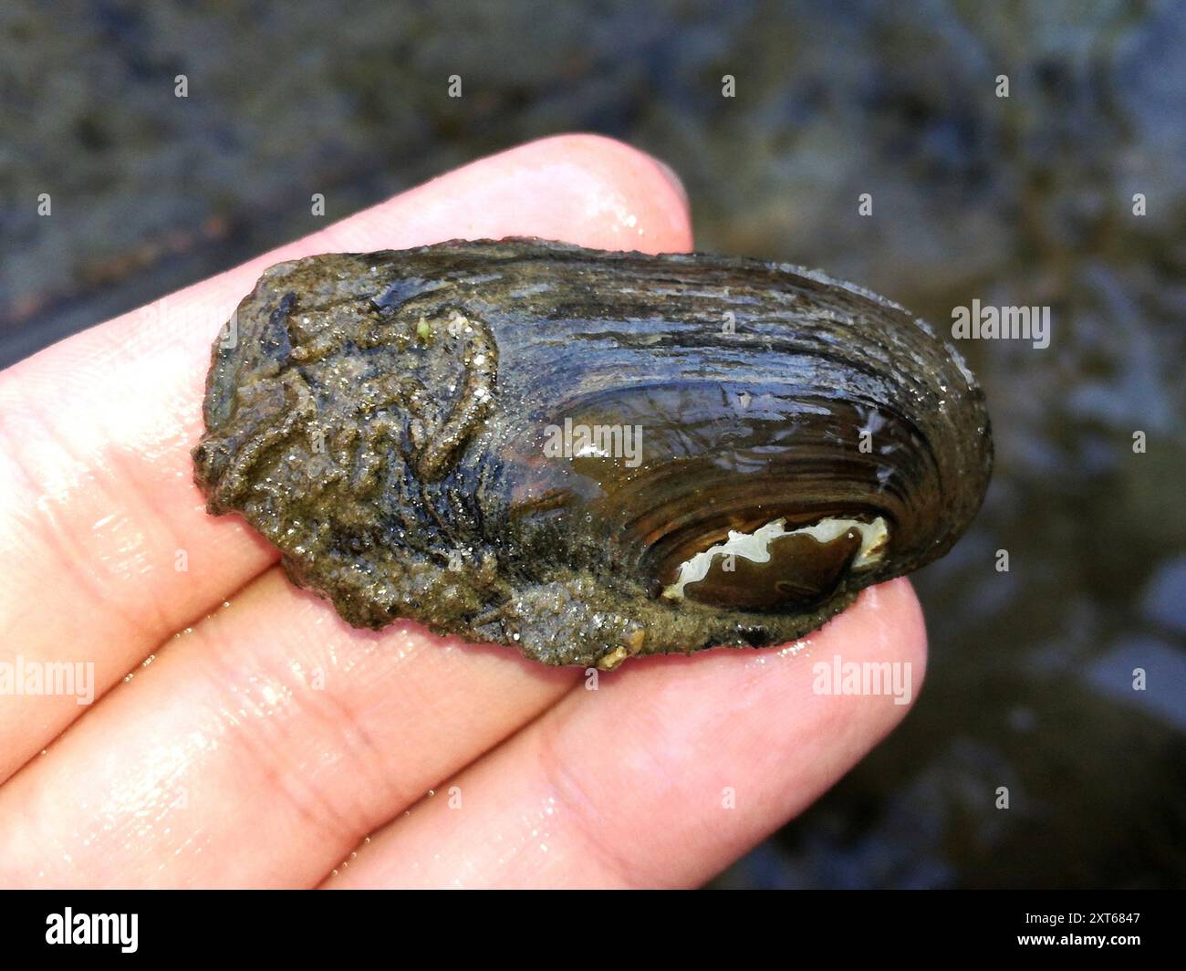 Thick-shelled Mussel (Unio crassus) Mollusca Stock Photo - Alamy