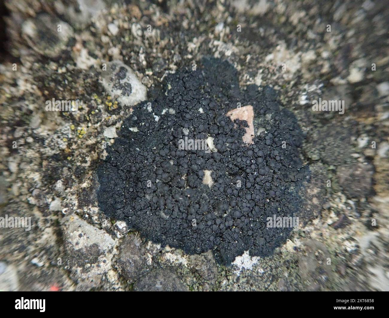 Blackthread Lichen (Placynthium nigrum) Fungi Stock Photo - Alamy
