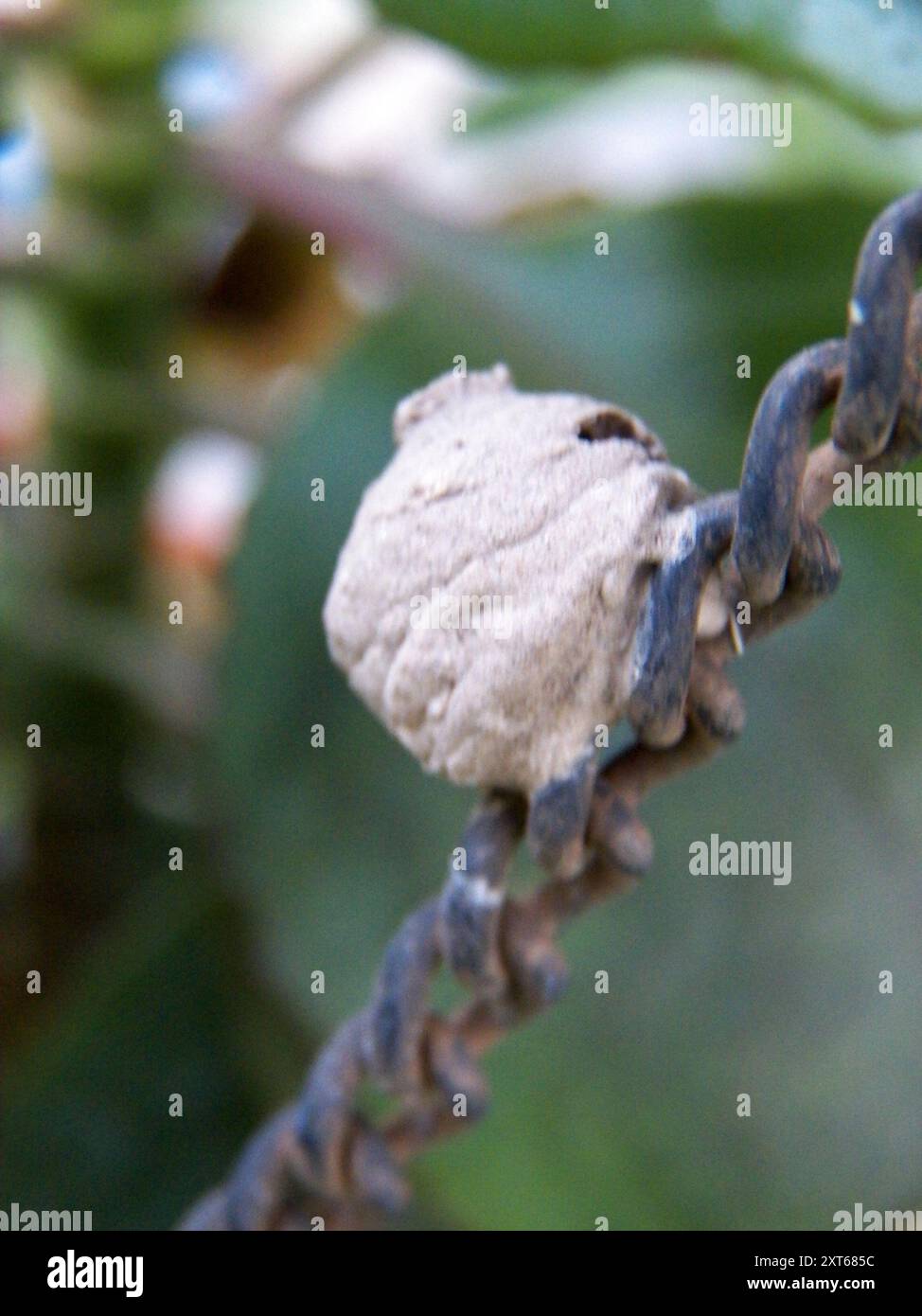 Typical Potter Wasps (Eumenes) Insecta Stock Photo - Alamy