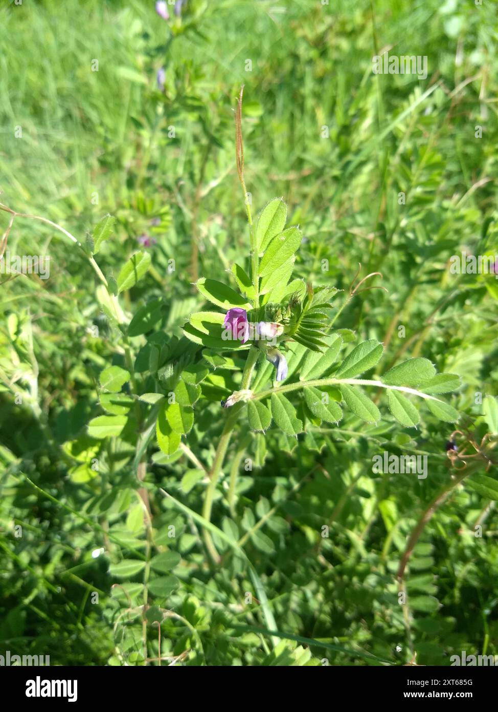 Common Vetch (Vicia sativa) Plantae Stock Photo - Alamy