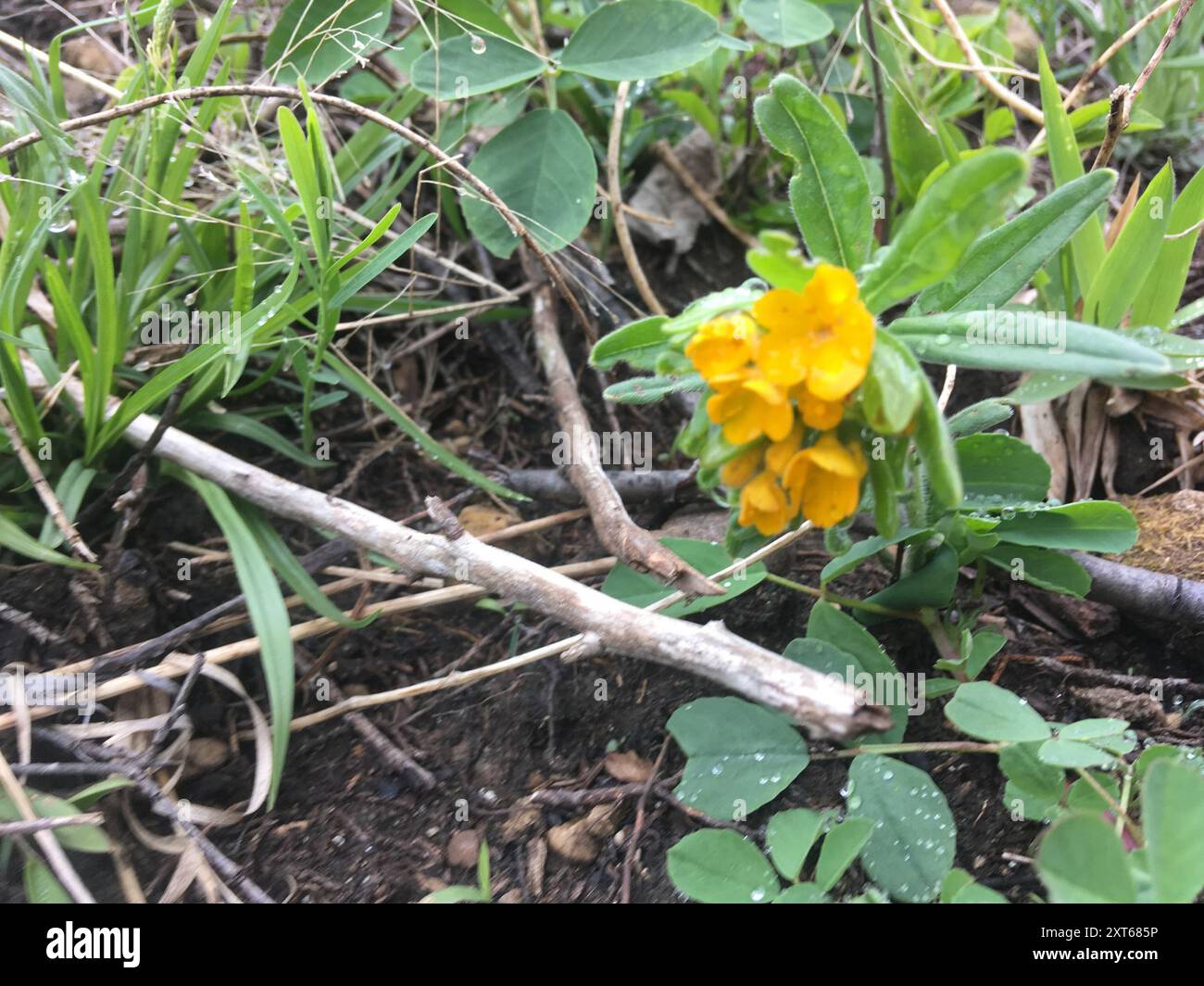 hoary puccoon (Lithospermum canescens) Plantae Stock Photo - Alamy