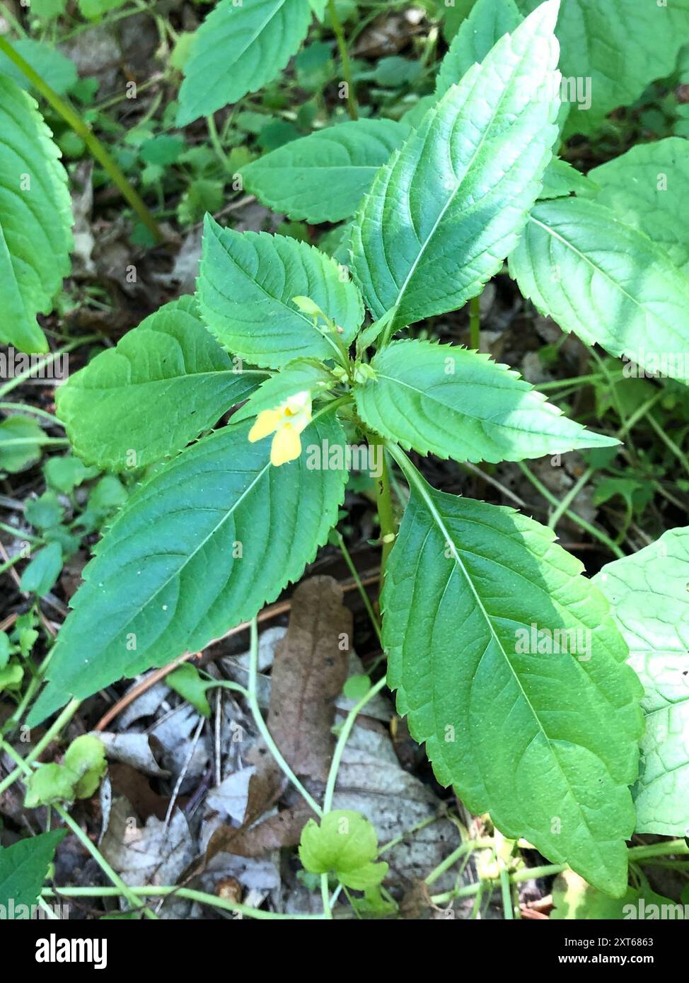 small balsam (Impatiens parviflora) Plantae Stock Photo - Alamy