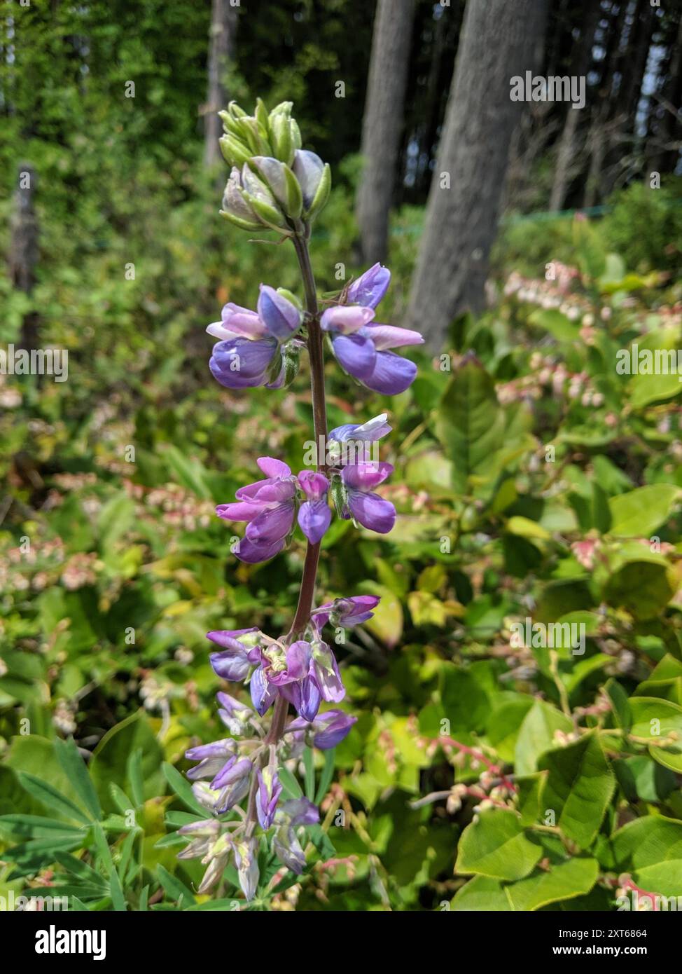 Riverbank Lupine (Lupinus rivularis) Plantae Stock Photo - Alamy