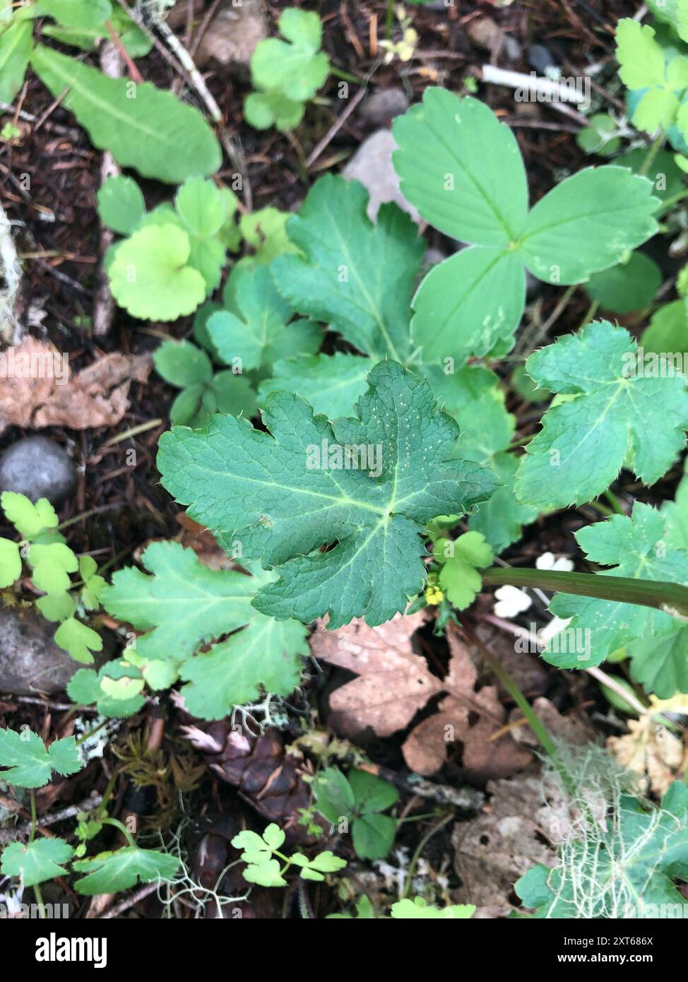 Pacific Sanicle (Sanicula crassicaulis) Plantae Stock Photo - Alamy