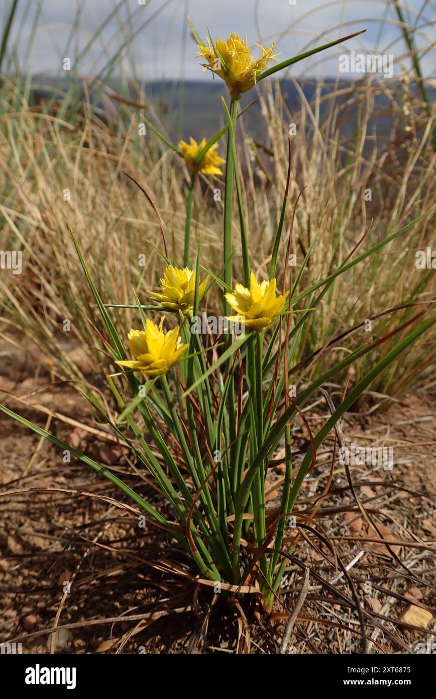Golden Sedge (Cyperus sphaerocephalus) Plantae Stock Photo - Alamy