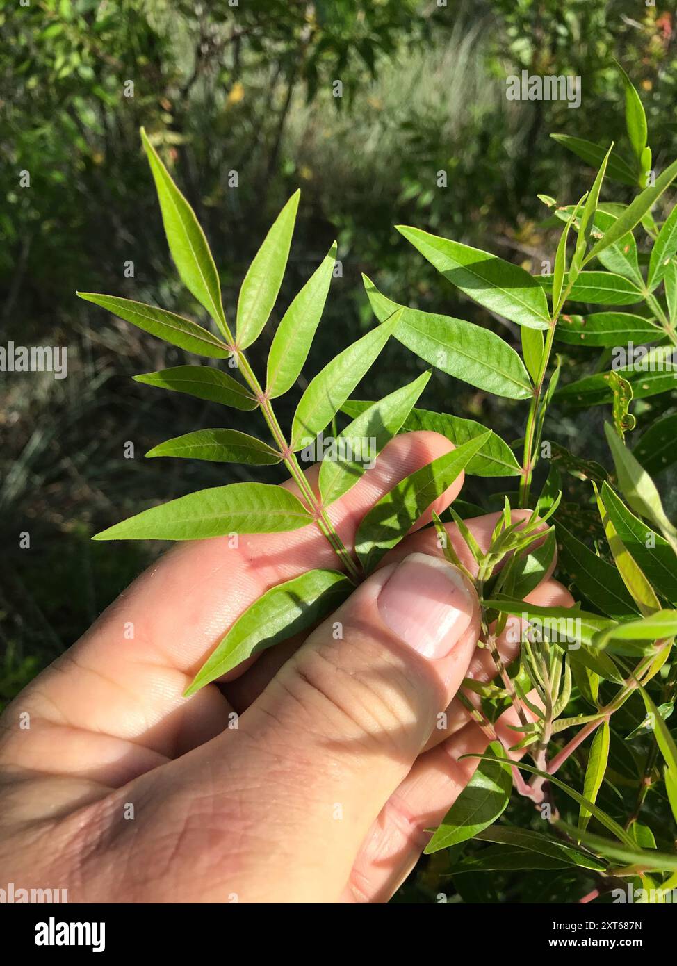 Prairie flameleaf sumac (Rhus lanceolata) Plantae Stock Photo - Alamy