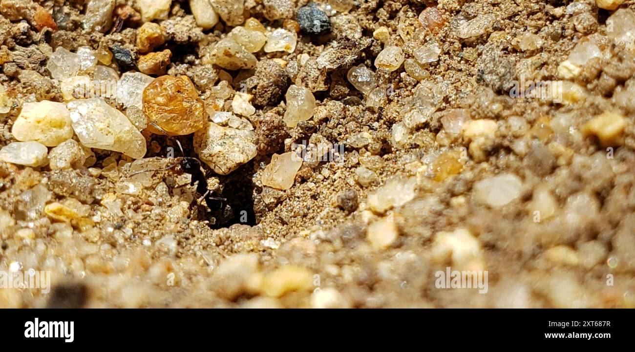 Pyramid Ants (Dorymyrmex) Insecta Stock Photo - Alamy