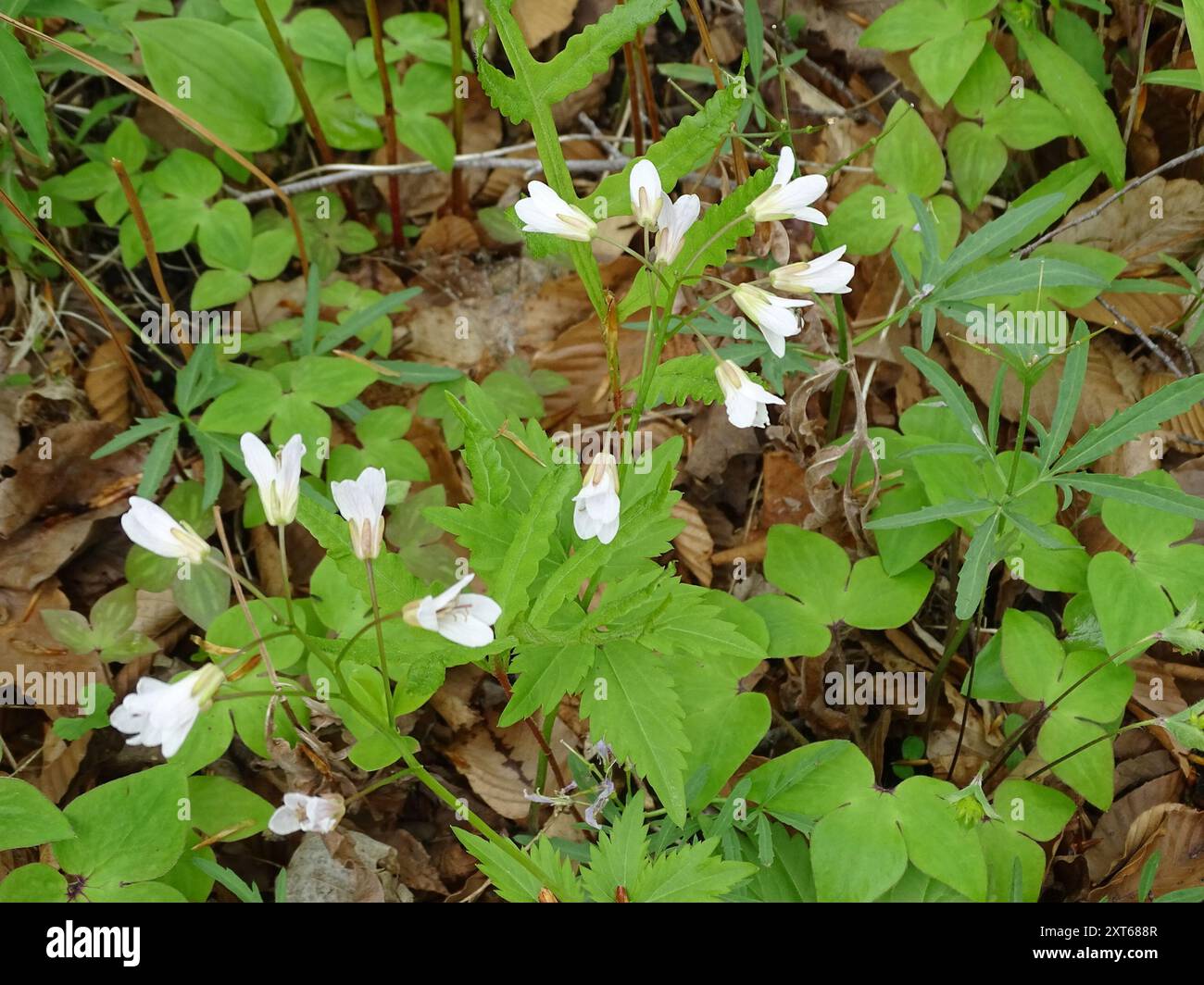Two-leaved Toothwort (Cardamine diphylla) Plantae Stock Photo - Alamy