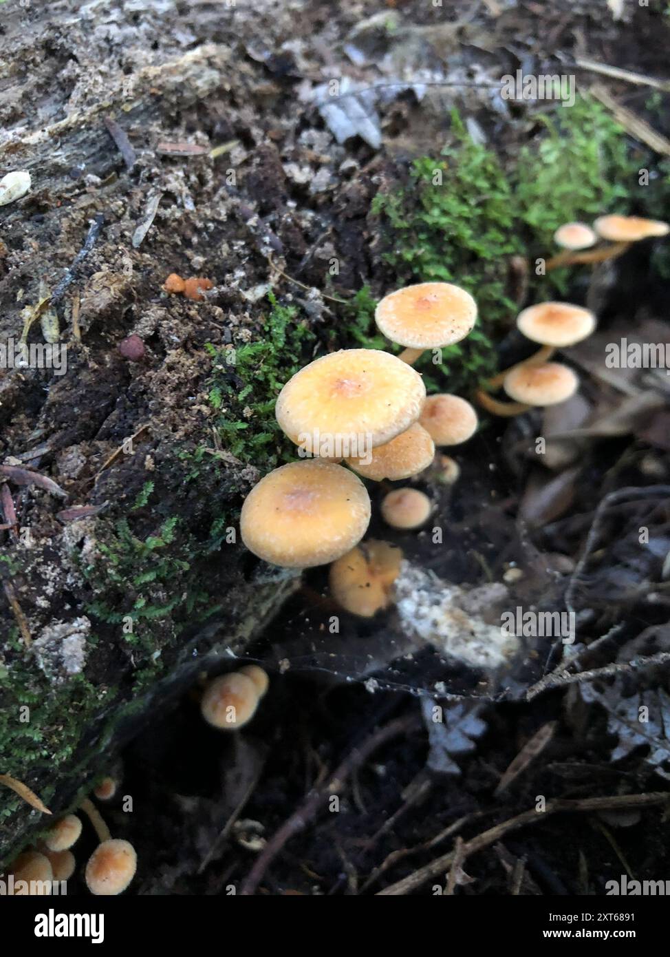 Hypholoma acutum hi-res stock photography and images - Alamy