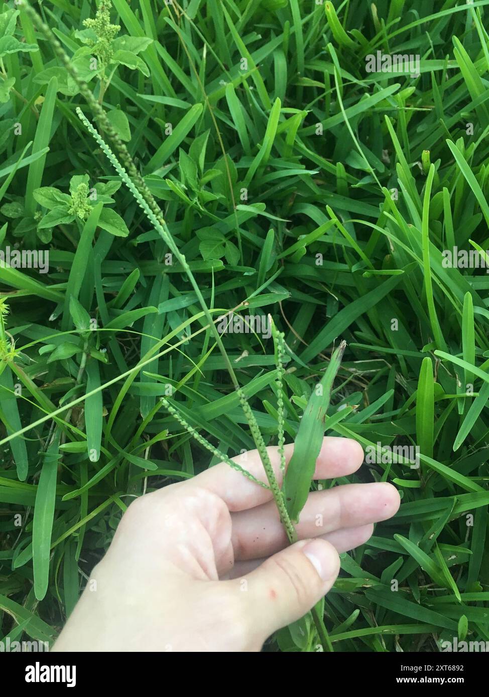 Thin Paspalum (Paspalum setaceum) Plantae Stock Photo - Alamy
