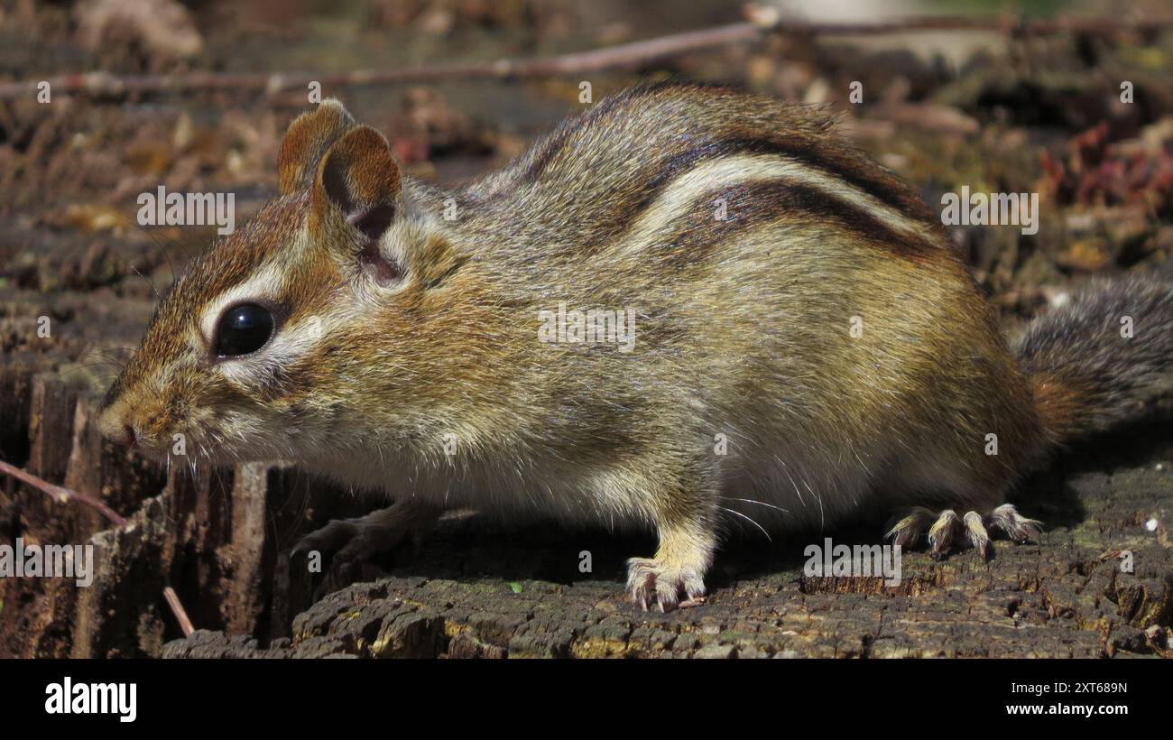 Eastern Chipmunk (Tamias striatus) Mammalia Stock Photo - Alamy