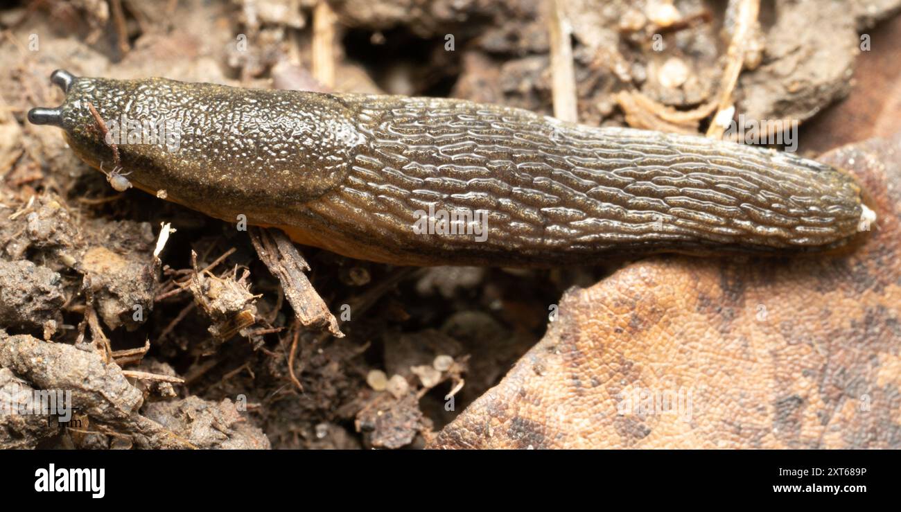 hortensis-group Arion Slugs (Kobeltia) Mollusca Stock Photo - Alamy