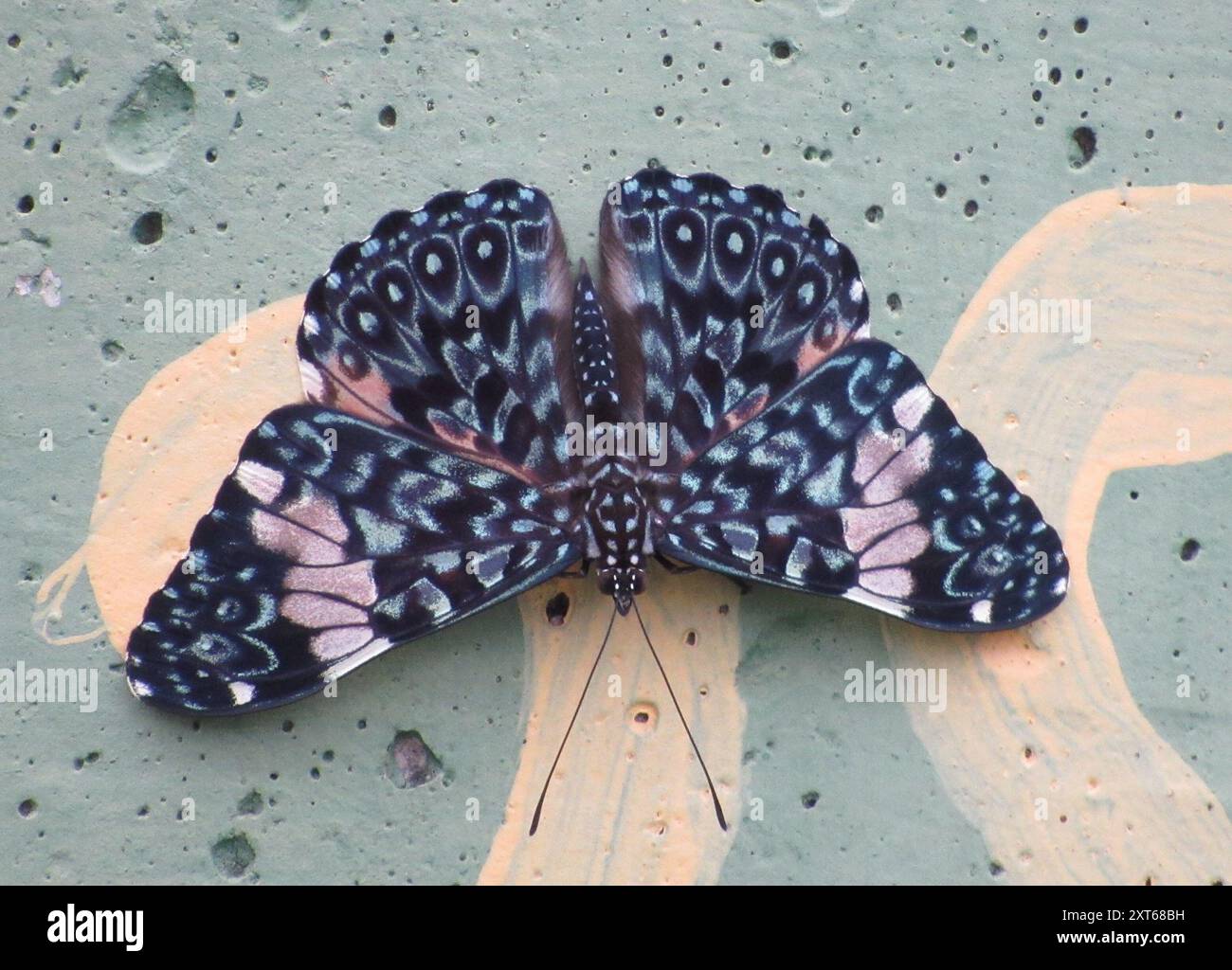 Red Cracker (Hamadryas amphinome) Insecta Stock Photo - Alamy