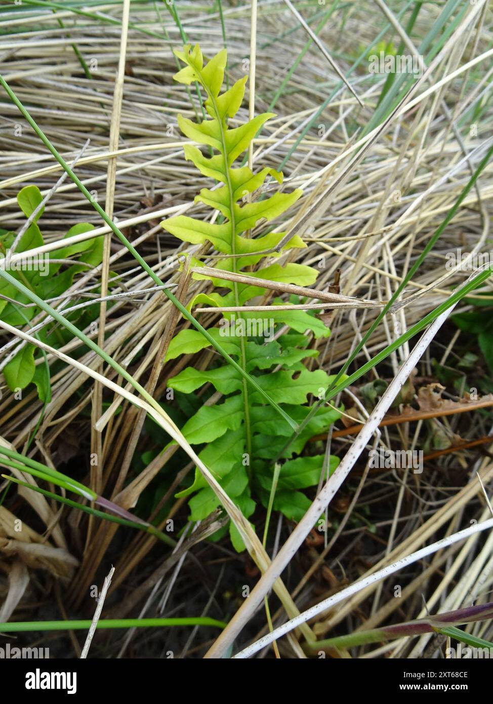 polypody ferns (Polypodium) Plantae Stock Photo - Alamy