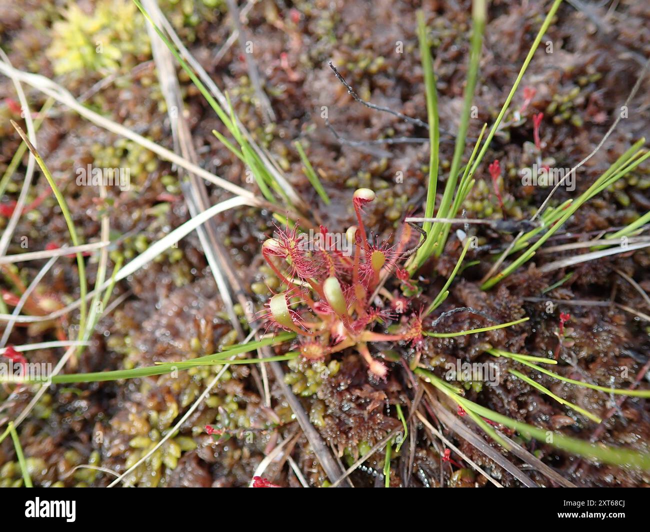 Great Sundew (Drosera anglica) Plantae Stock Photo - Alamy