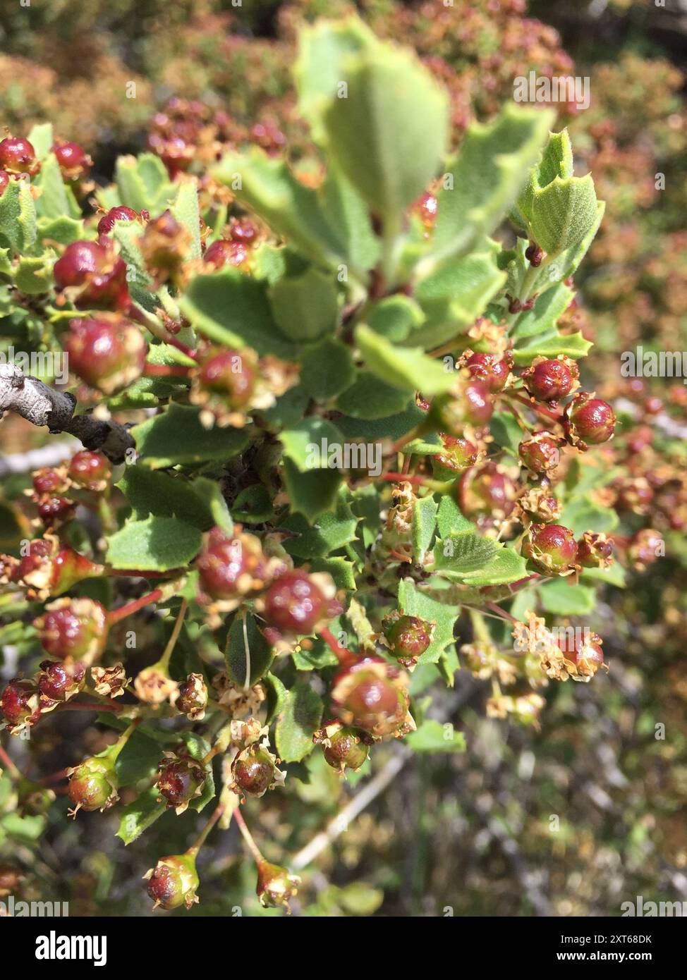 Cupped Leaf Ceanothus (Ceanothus perplexans) Plantae Stock Photo - Alamy