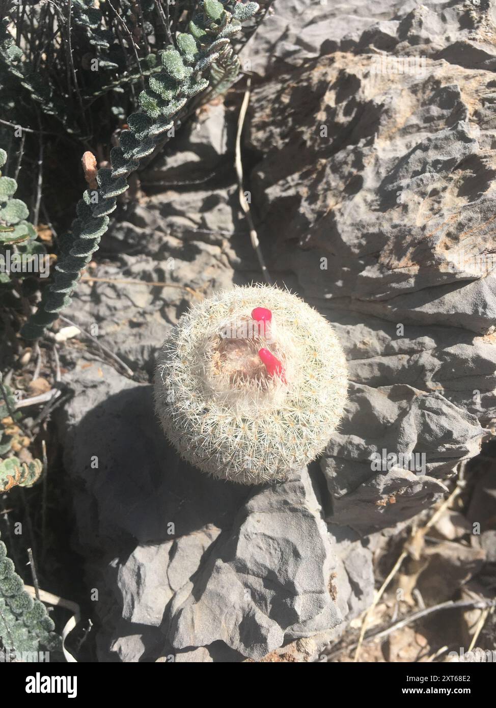 Button Cactus (Epithelantha micromeris) Plantae Stock Photo - Alamy