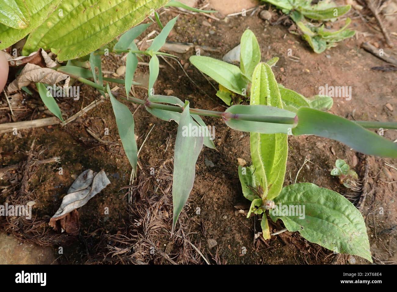 Purple Spike Grass (Perotis patens) Plantae Stock Photo - Alamy
