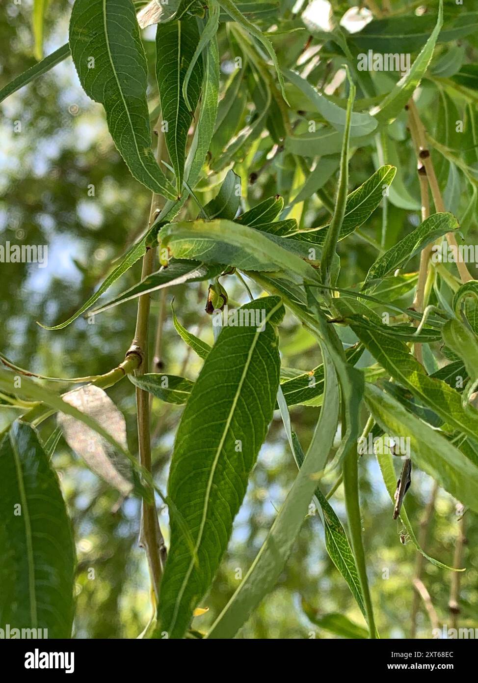 Willows (Salix) Plantae Stock Photo - Alamy