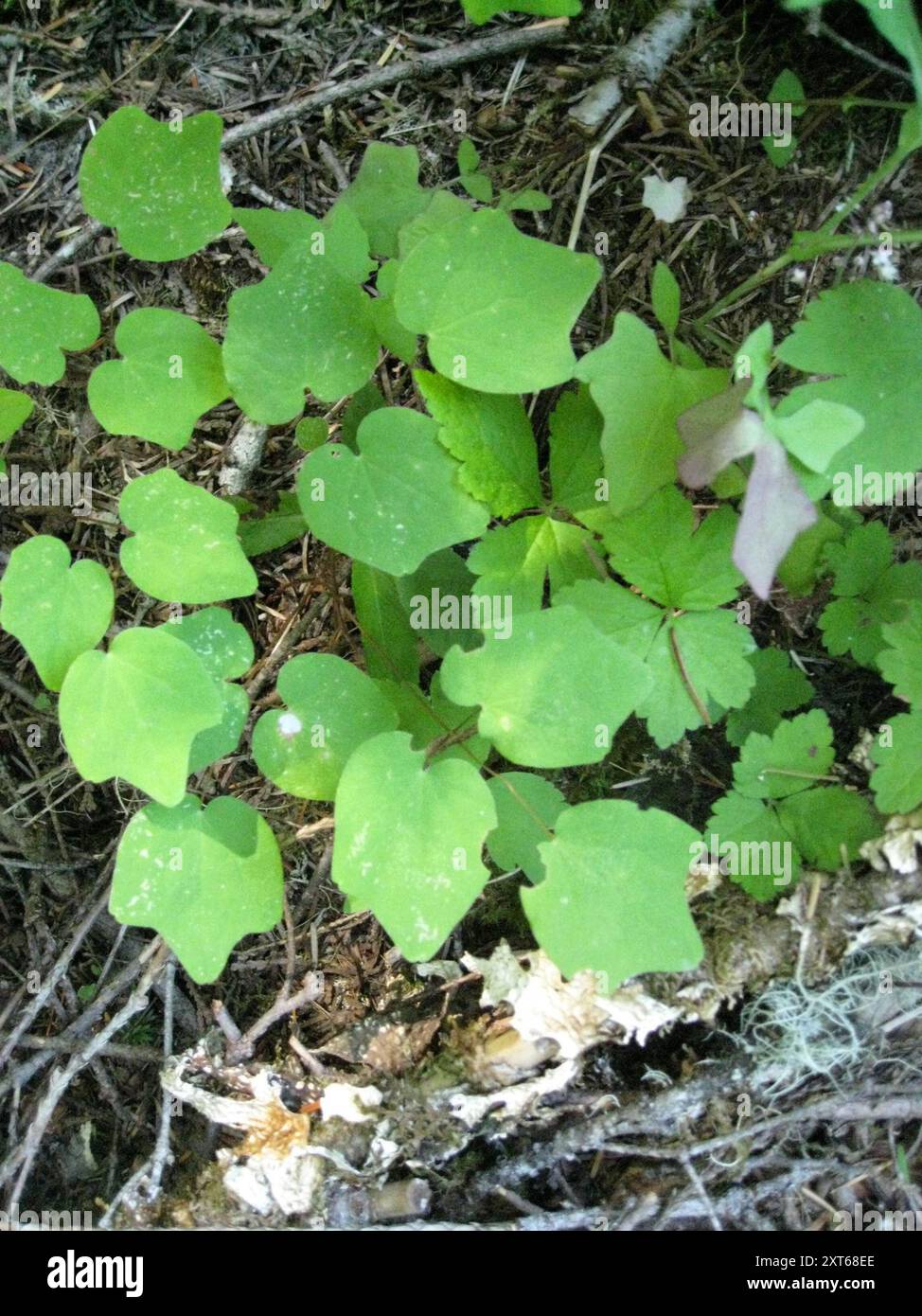 White Inside-out Flower (Vancouveria hexandra) Plantae Stock Photo - Alamy