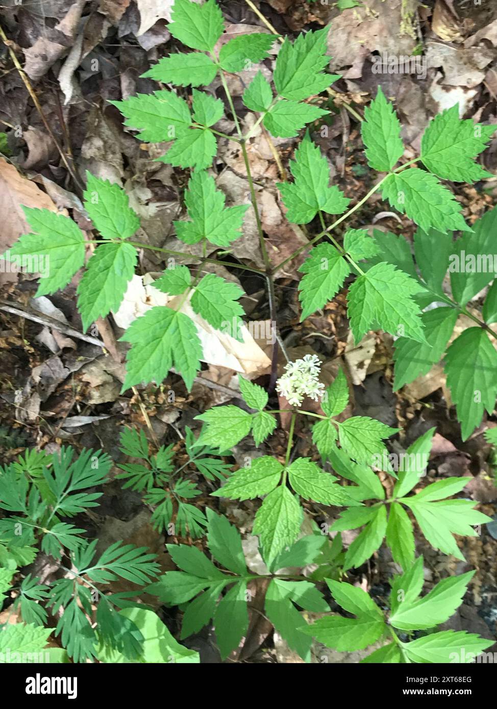 red baneberry (Actaea rubra) Plantae Stock Photo - Alamy