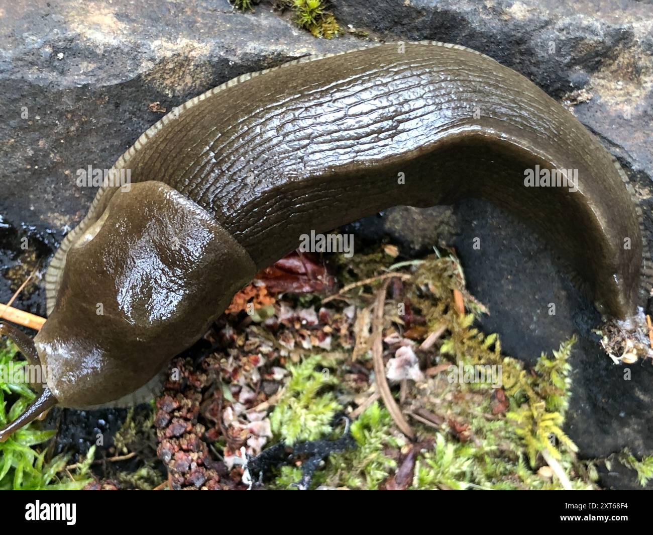 Pacific Banana Slug (Ariolimax columbianus) Mollusca Stock Photo - Alamy