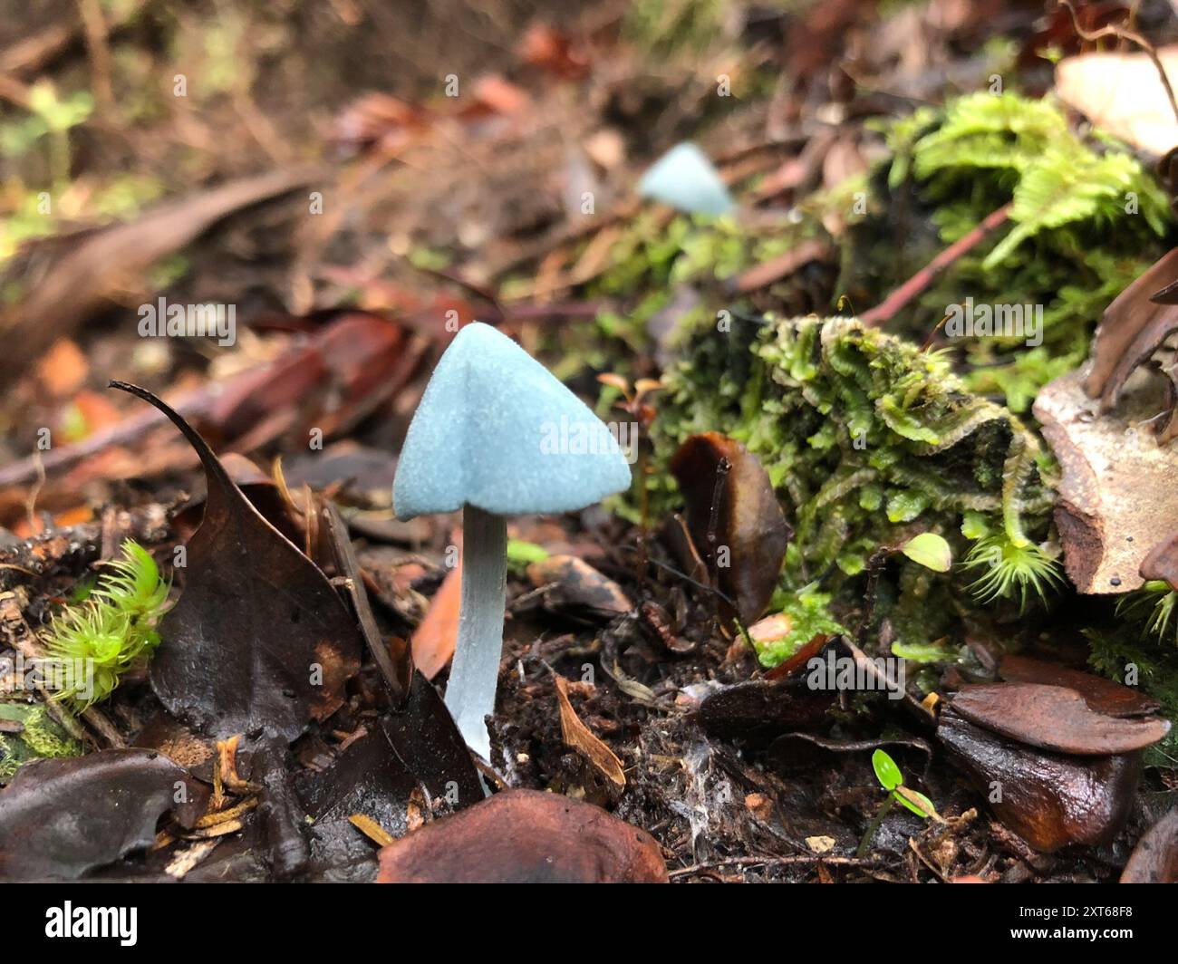 blue pinkgill (Entoloma hochstetteri) Fungi Stock Photo - Alamy