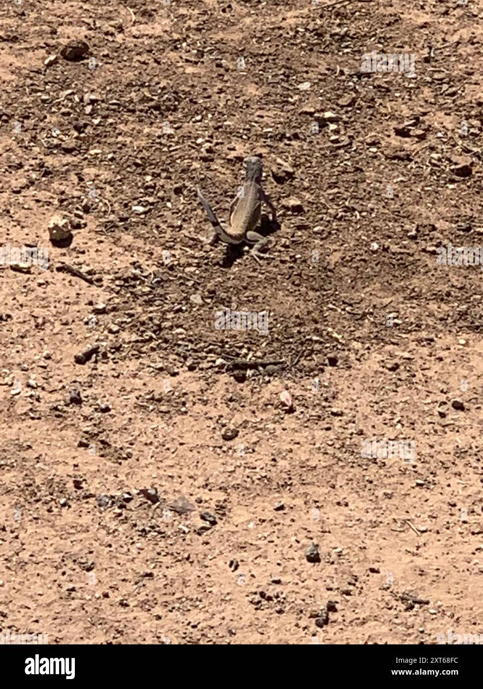 Zebra-tailed Lizard (Callisaurus draconoides) Reptilia Stock Photo - Alamy