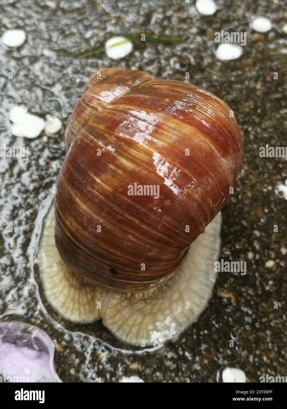 Roman Snail (Helix pomatia) Mollusca Stock Photo - Alamy