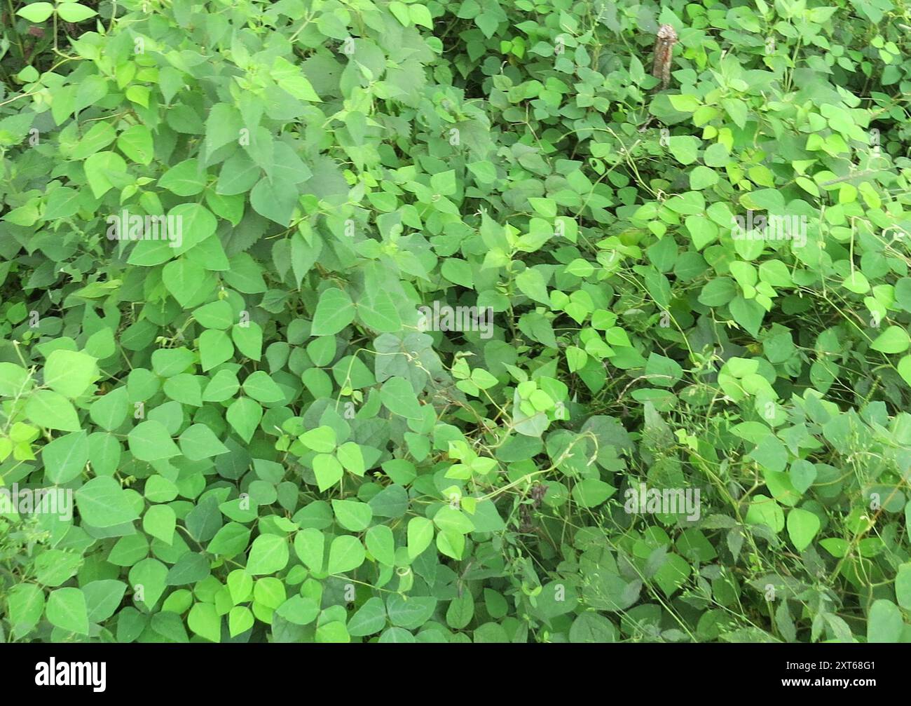 American hog-peanut (Amphicarpaea bracteata) Plantae Stock Photo - Alamy