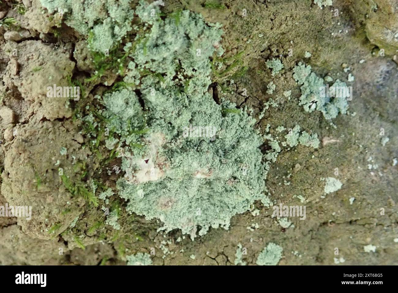 Fluffy Dust Lichen (Lepraria finkii) Fungi Stock Photo - Alamy