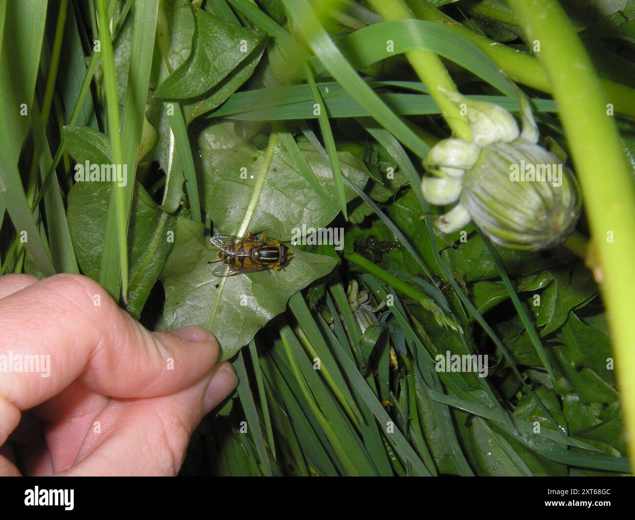 Sun Fly (Helophilus pendulus) Insecta Stock Photo - Alamy