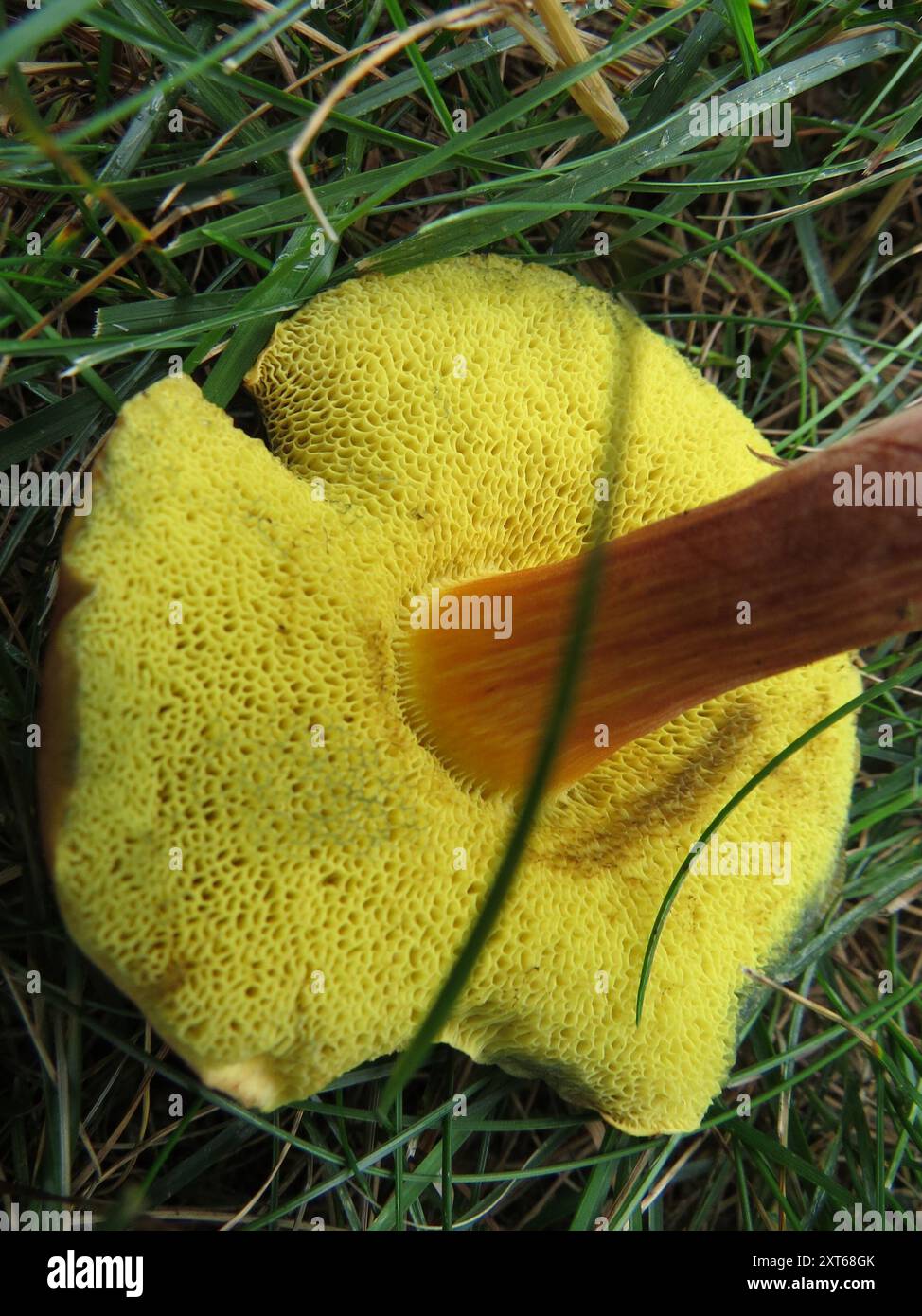 Ruby Bolete (Hortiboletus rubellus) Fungi Stock Photo - Alamy