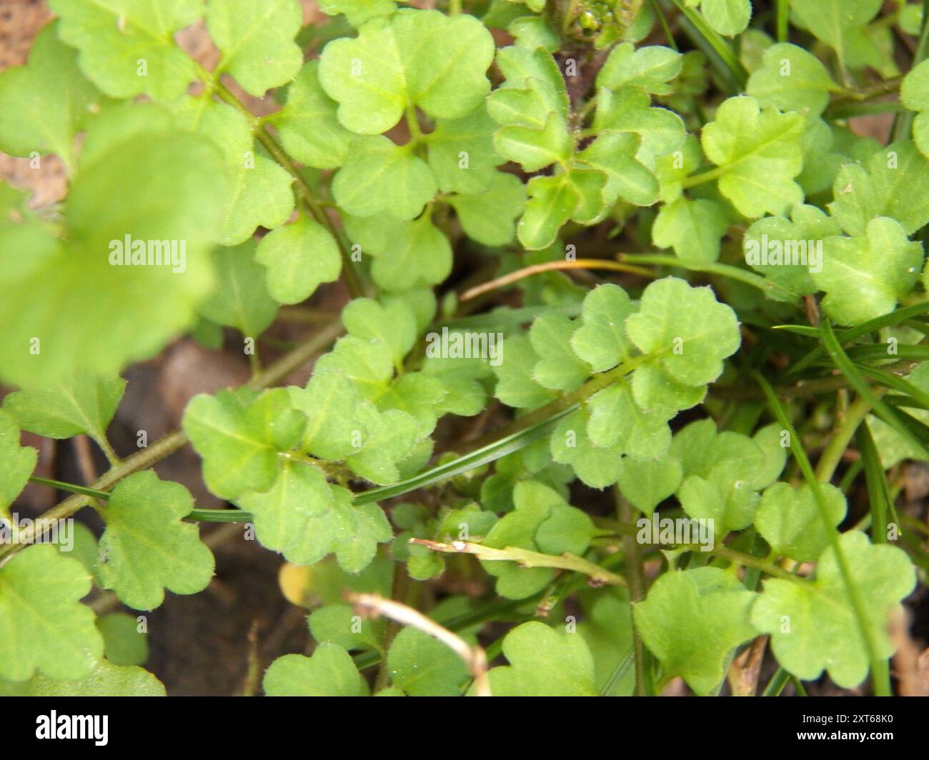 Nursery bittercress (Cardamine occulta) Plantae Stock Photo - Alamy