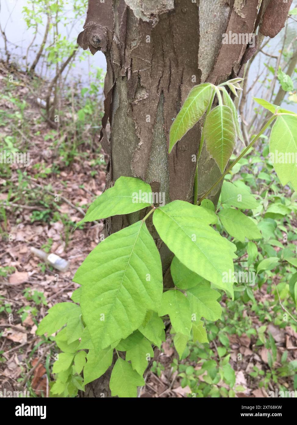 eastern poison ivy (Toxicodendron radicans) Plantae Stock Photo - Alamy