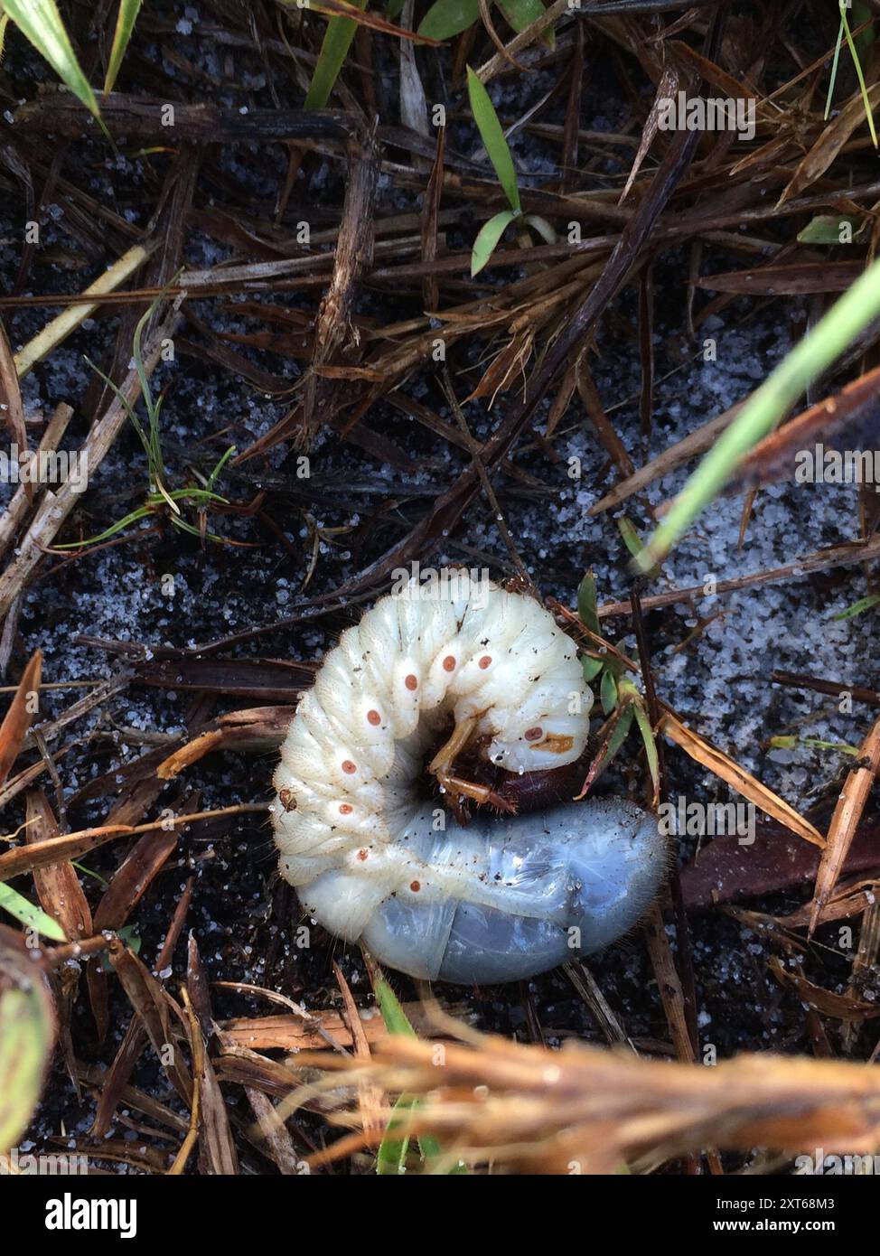 Scarabs (Scarabaeidae) Insecta Stock Photo - Alamy