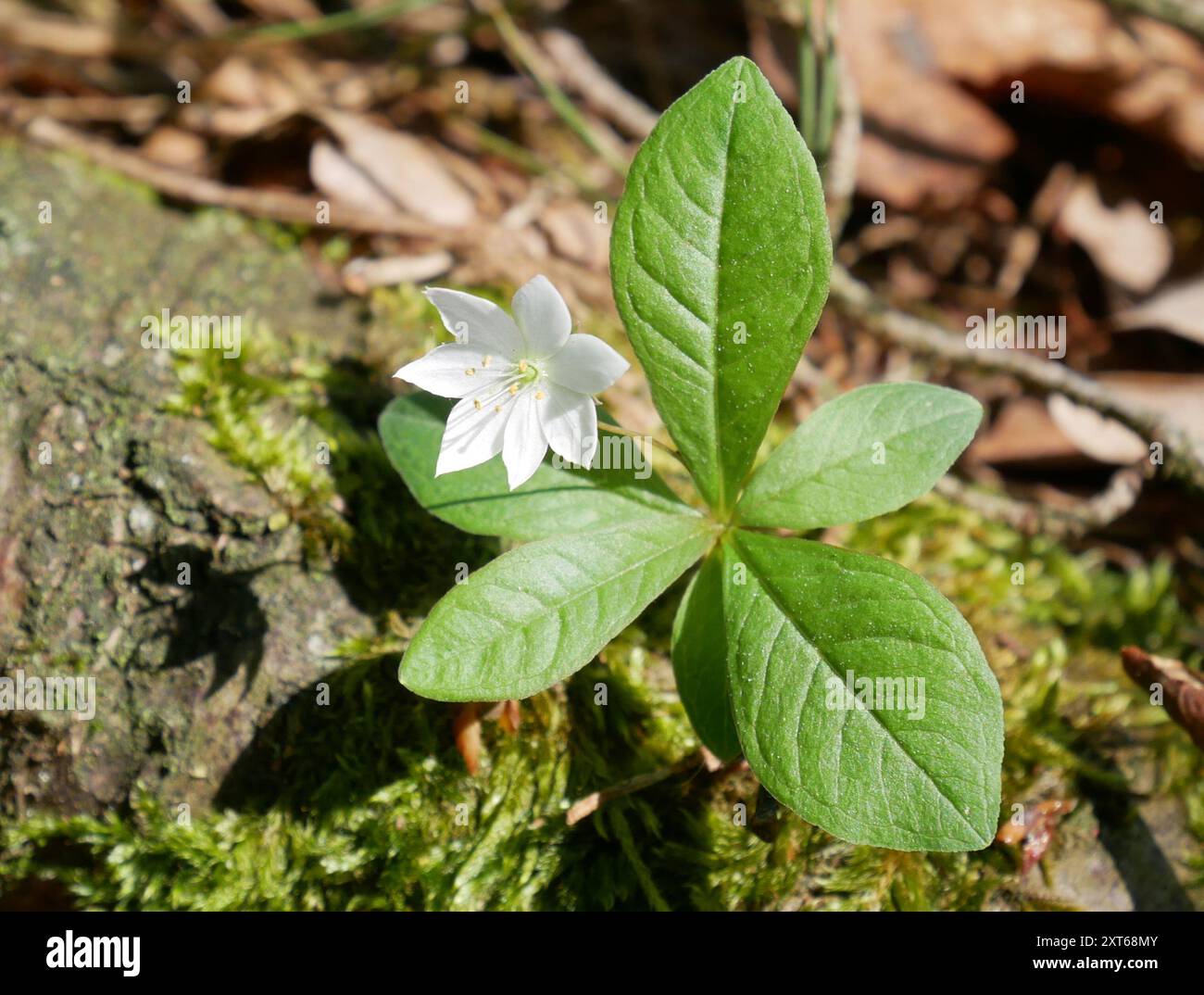 Arctic Starflower (Lysimachia europaea) Plantae Stock Photo - Alamy